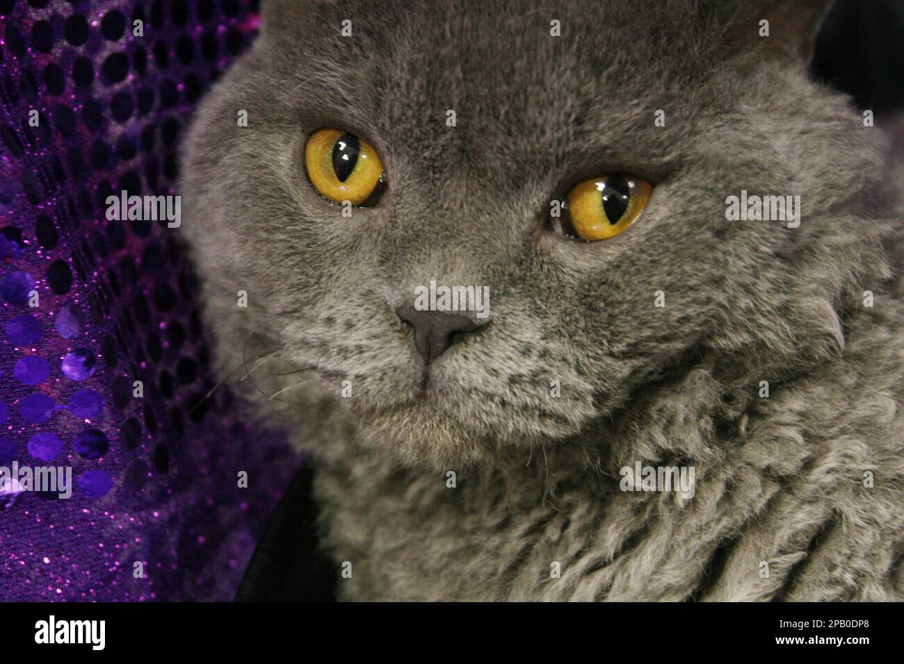 Rocky, a 10-month-old Selkirk Rex cat from Pacheco, Calif., rests in the benching area at the ...