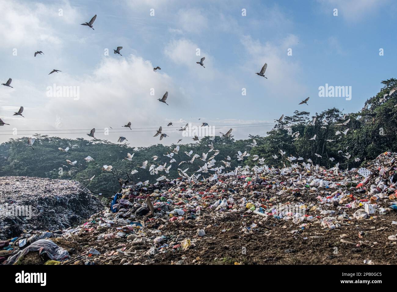 Birds eating garbage hi-res stock photography and images - Alamy