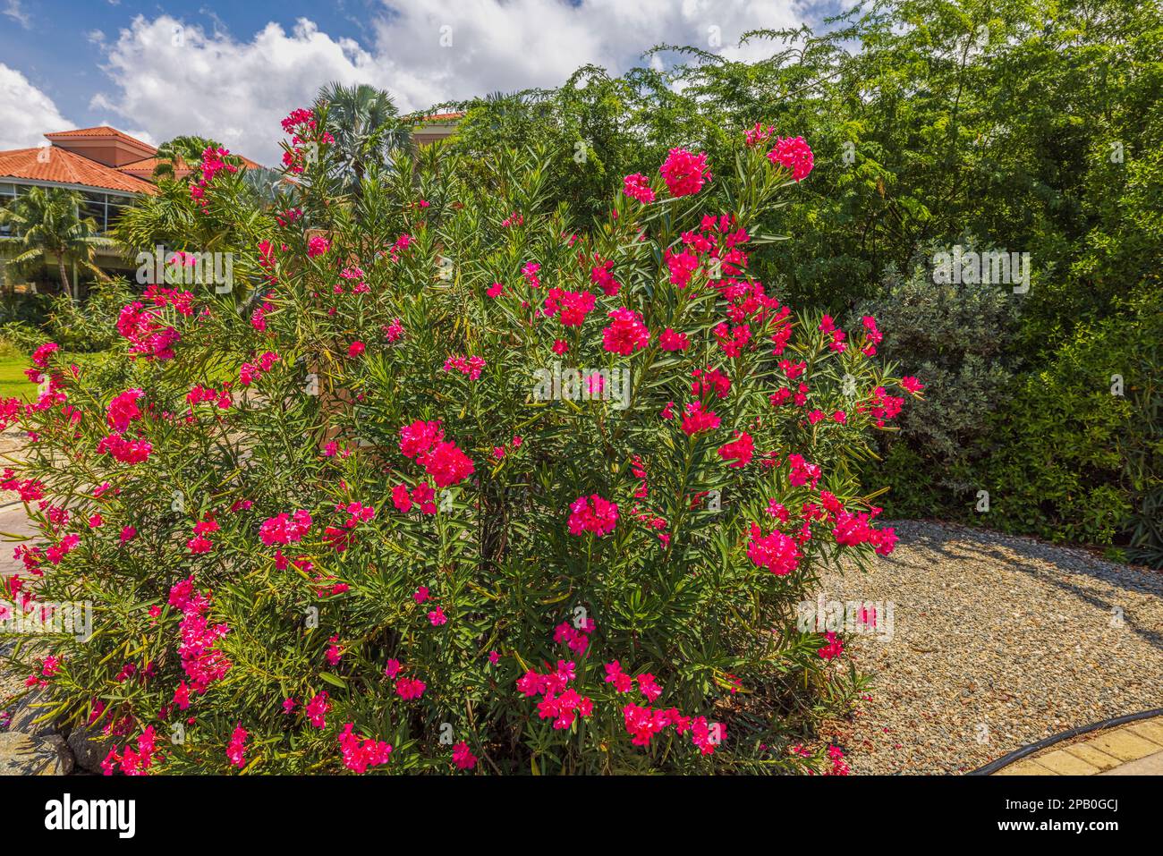 Beautiful view of tropical plant with oleander red flowers bushes ...