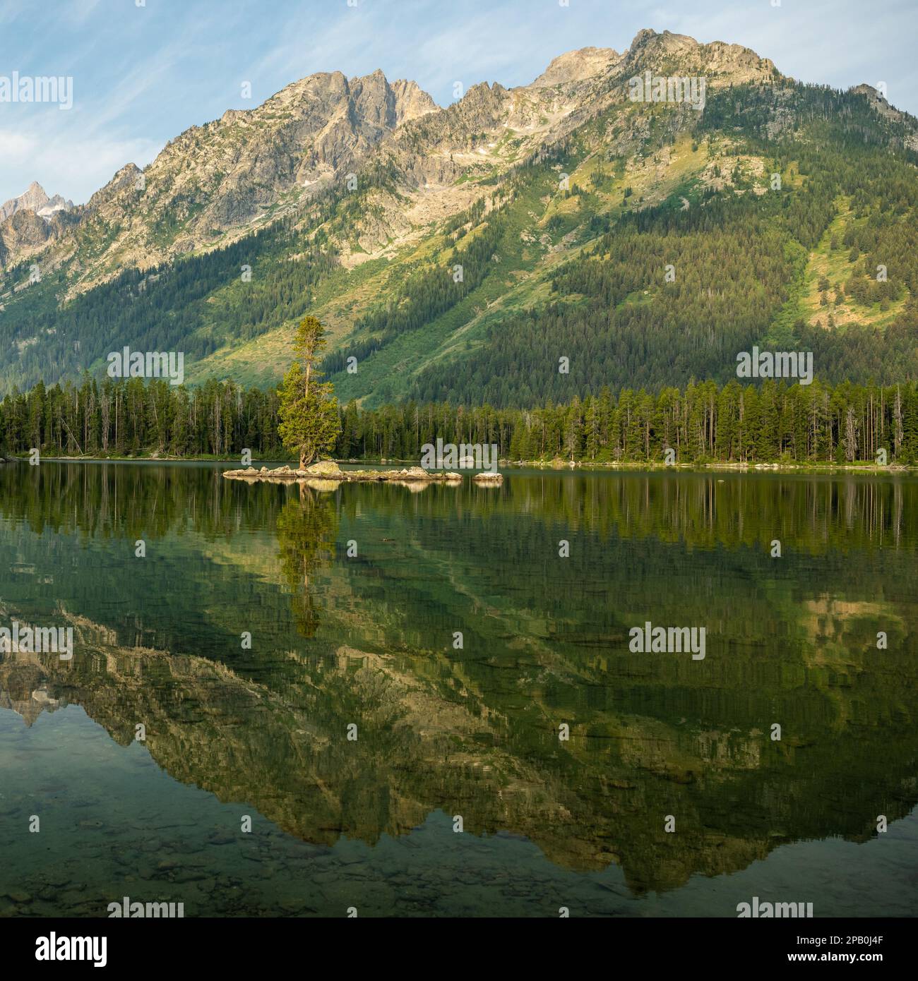 Single Pine Tree On Tiny Island In Leigh Lake in Grand Teton National ...