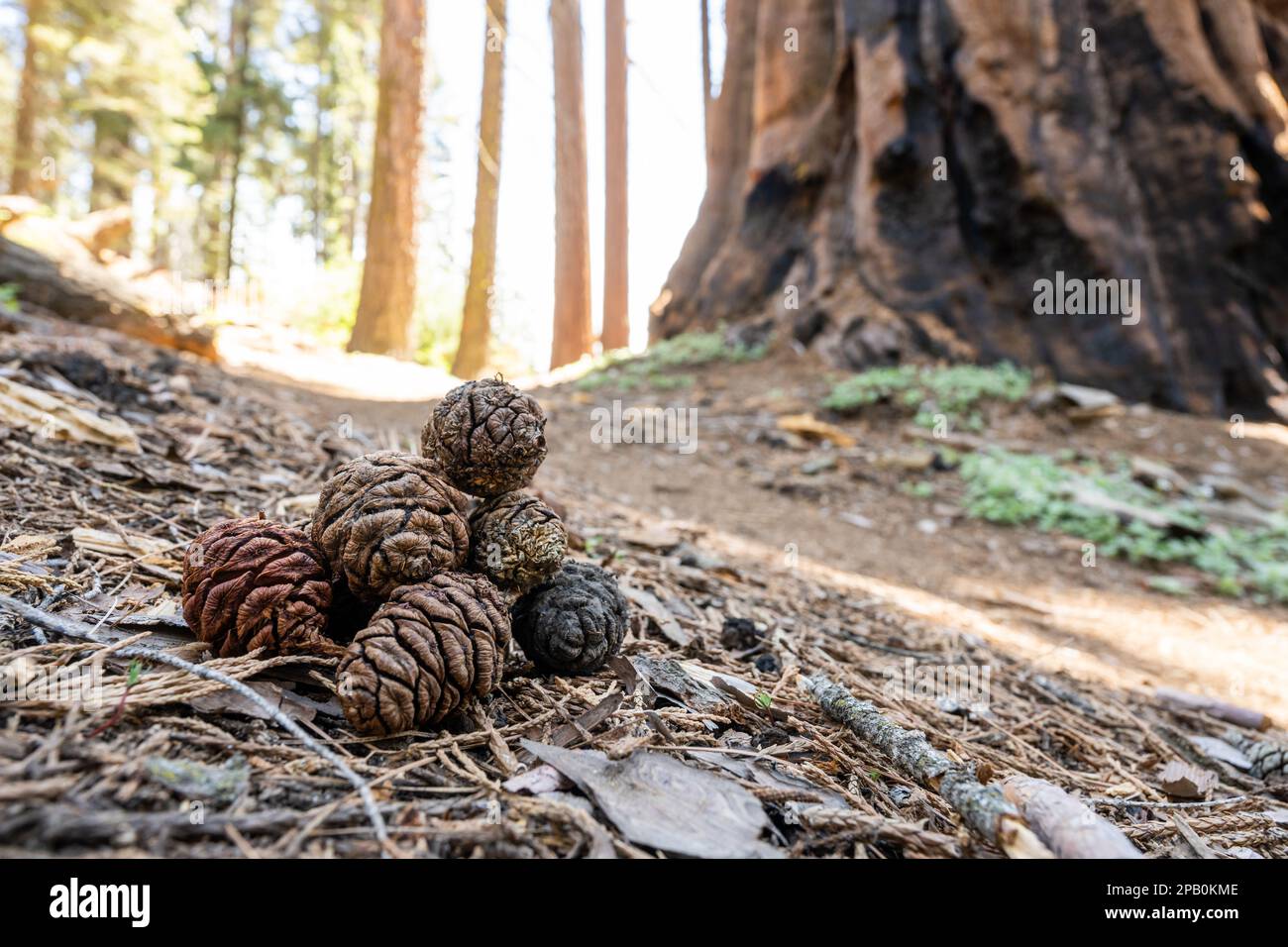 Stack of Sequoia Pine cones in Grove of Sequoia National Park Stock ...