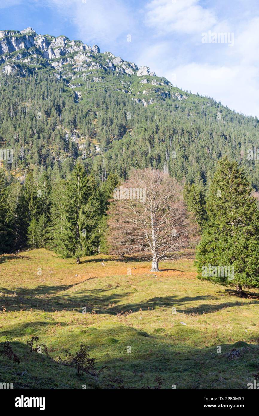 A freestanding beech tree in the Bavarian Alps. The tree has shed its ...