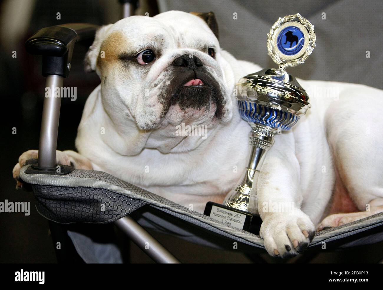 Die englische Bulldogge Arwen sitzt am Freitag, 12. Oktober 2007, mit ...