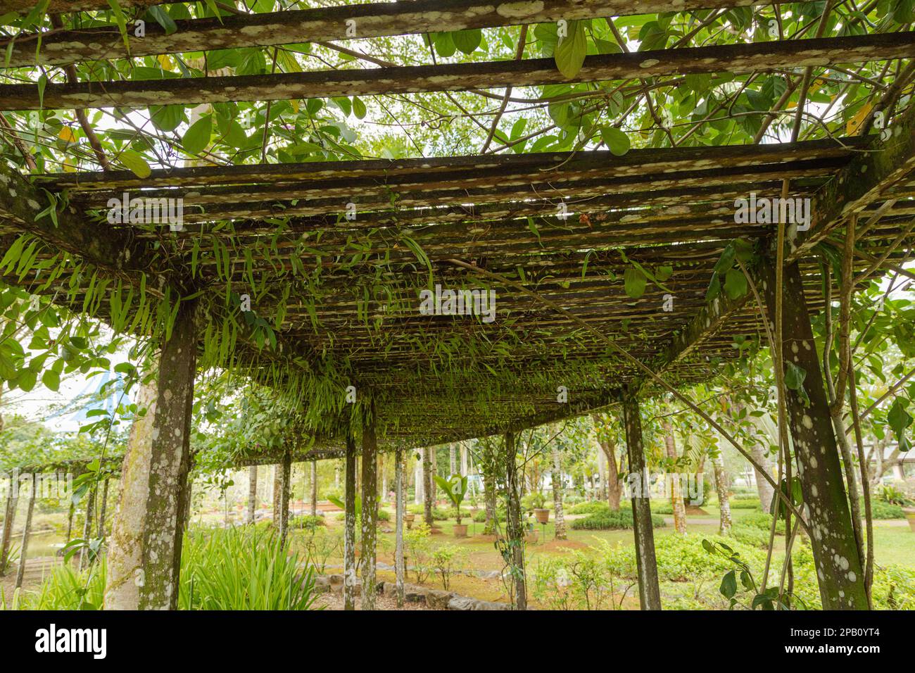 Palm collection in city park in Kuching, Malaysia, tropical garden with ...