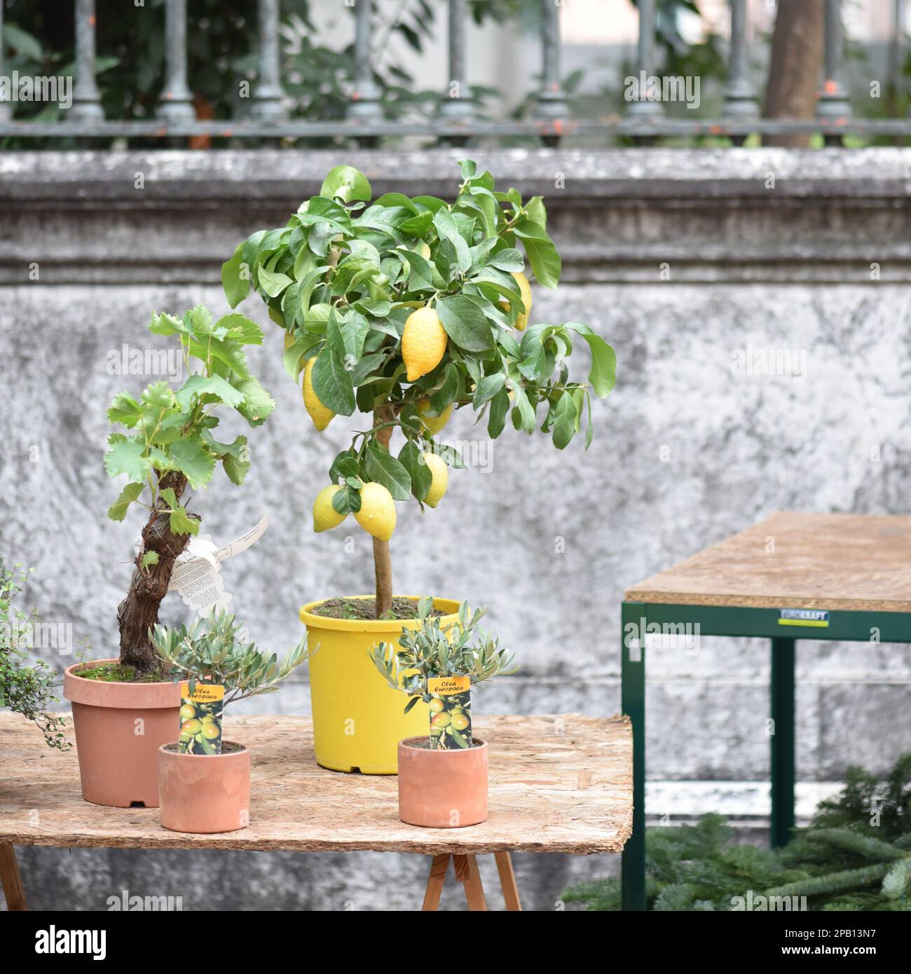 Citric plants hi-res stock photography and images - Alamy