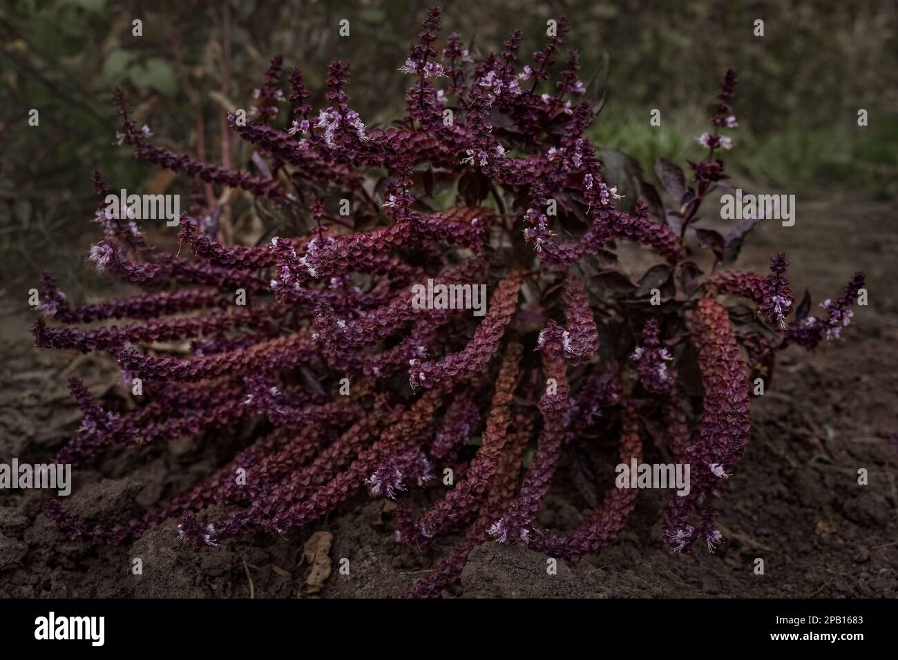 A fresh bush of purple basil with flowers grows in the summer garden ...