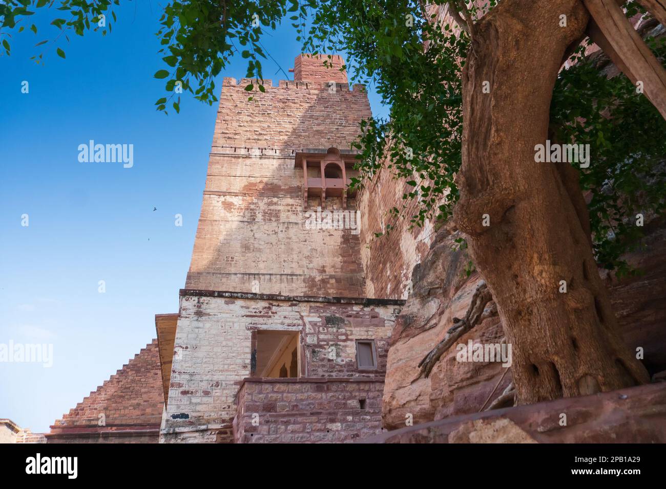 Ancient old tree and Jharokha, stone window projecting from the wall ...