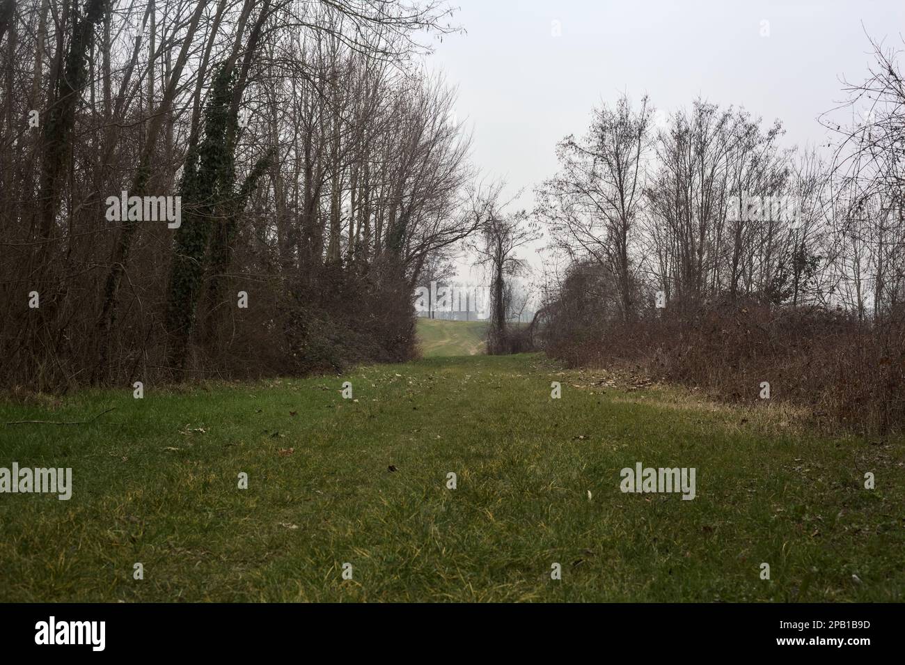 Grassy path in a grove that borders an embankment on a cloudy day in ...