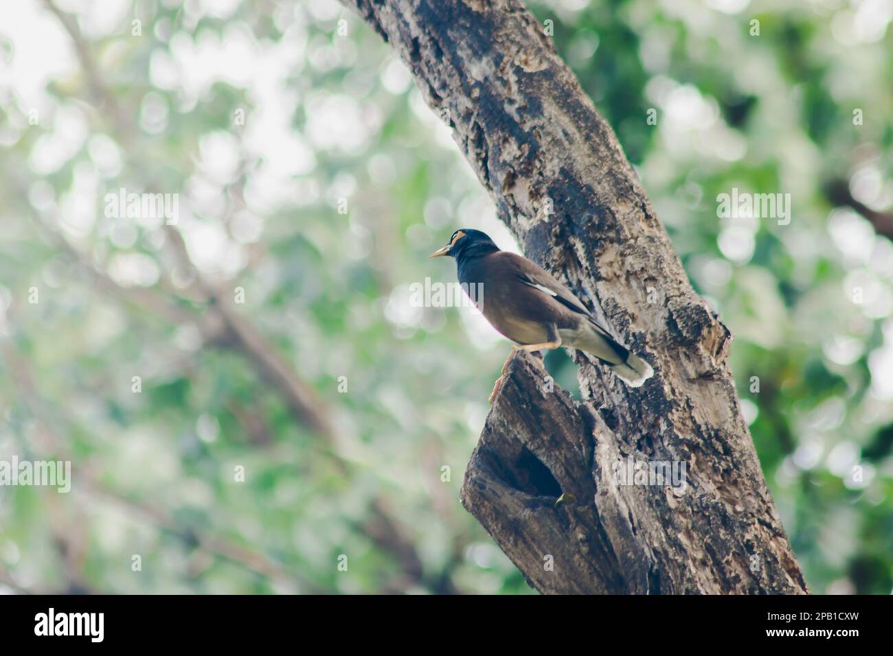 Mynas is on a tree with a fat, short tail and eating insects. And fruit ...