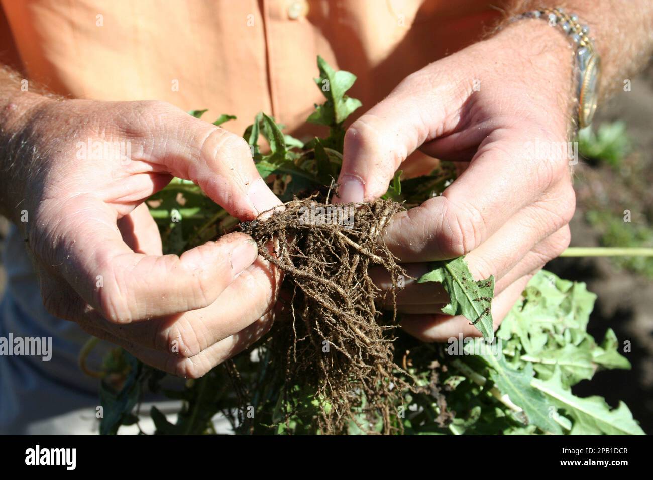 Fred Anderson, CEO of Delta Plant Technologies, looks through the roots ...