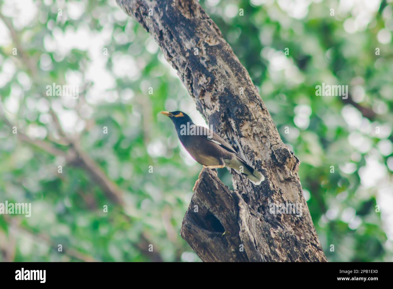 Mynas is on a tree with a fat, short tail and eating insects. And fruit ...