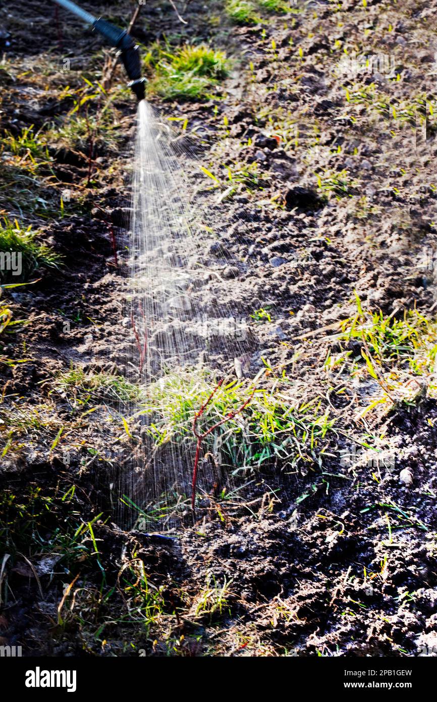 spray the young bushes of elegantissima turf planted in early spring ...