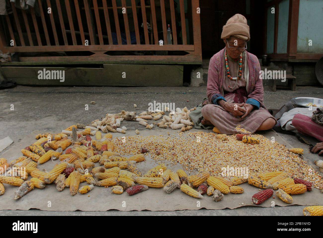 An elderly Monpa tribal woman dries Maize (corn) at Derang in the north ...