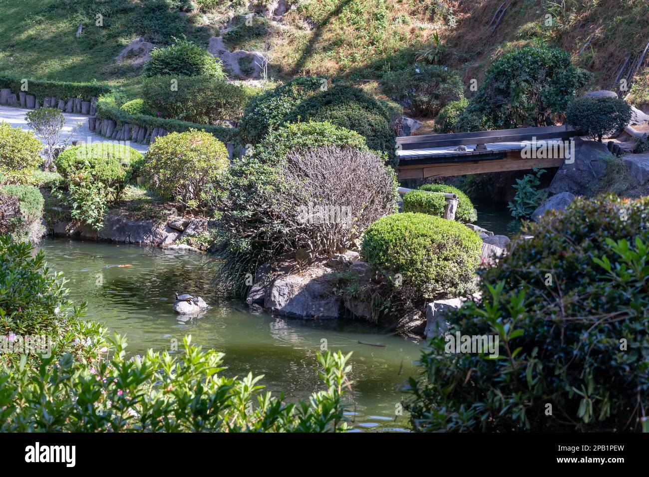 Pond surrounded by green grass and small leafy trees in a Japanese ...