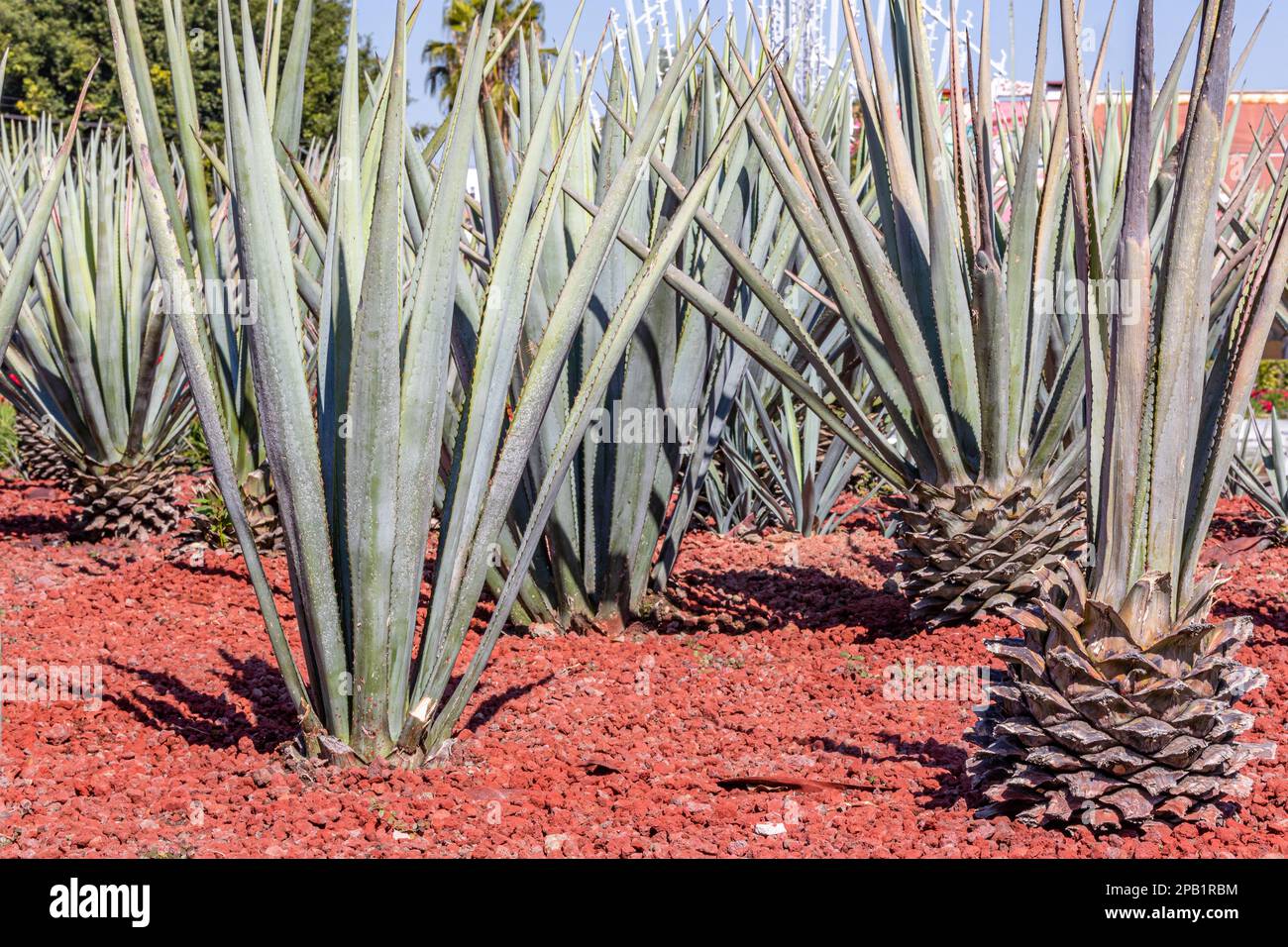 Agave plants on a stony red ground, decorating around the Glorieta ...