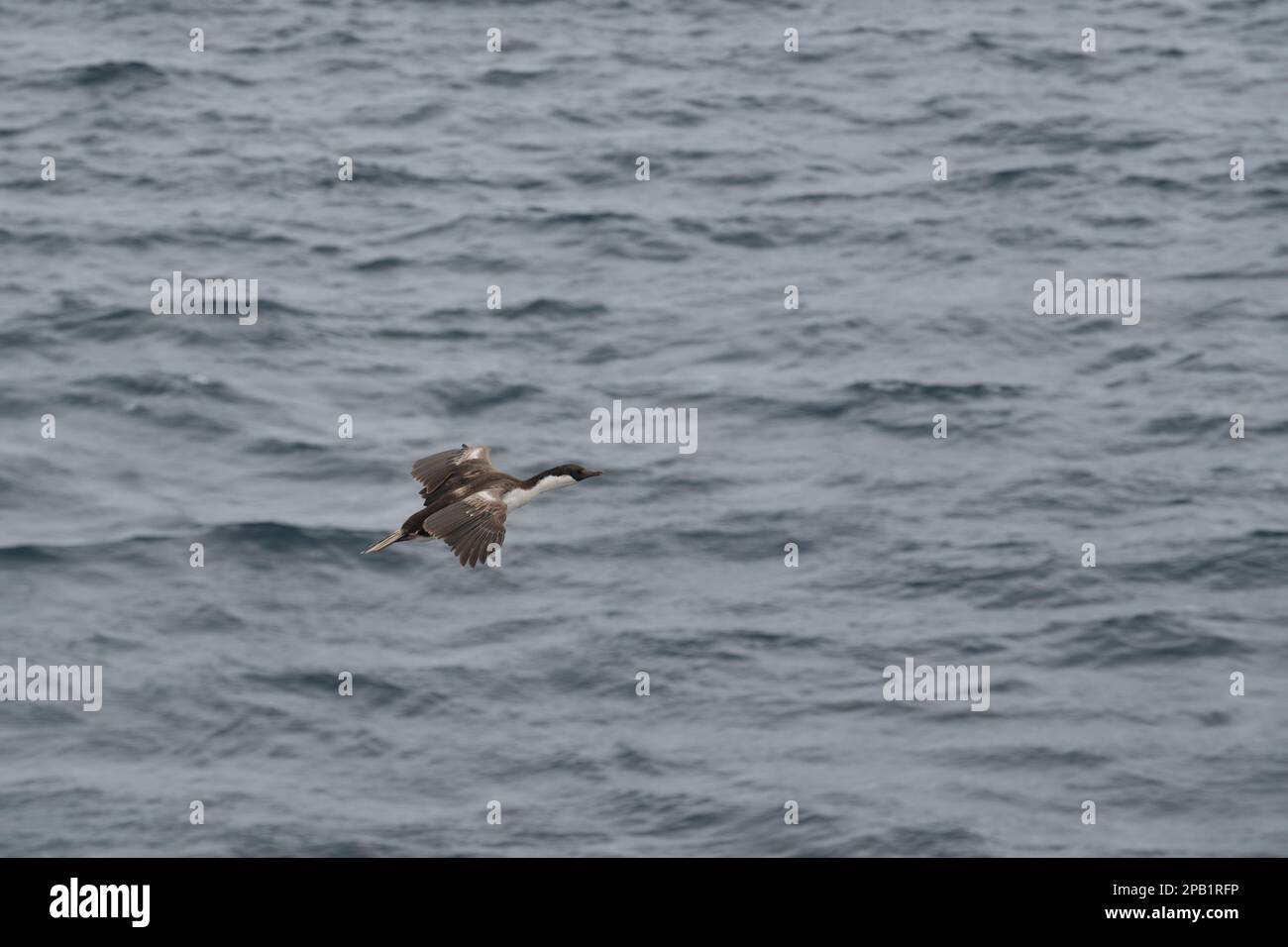 Antarctic shag flying hi-res stock photography and images - Alamy