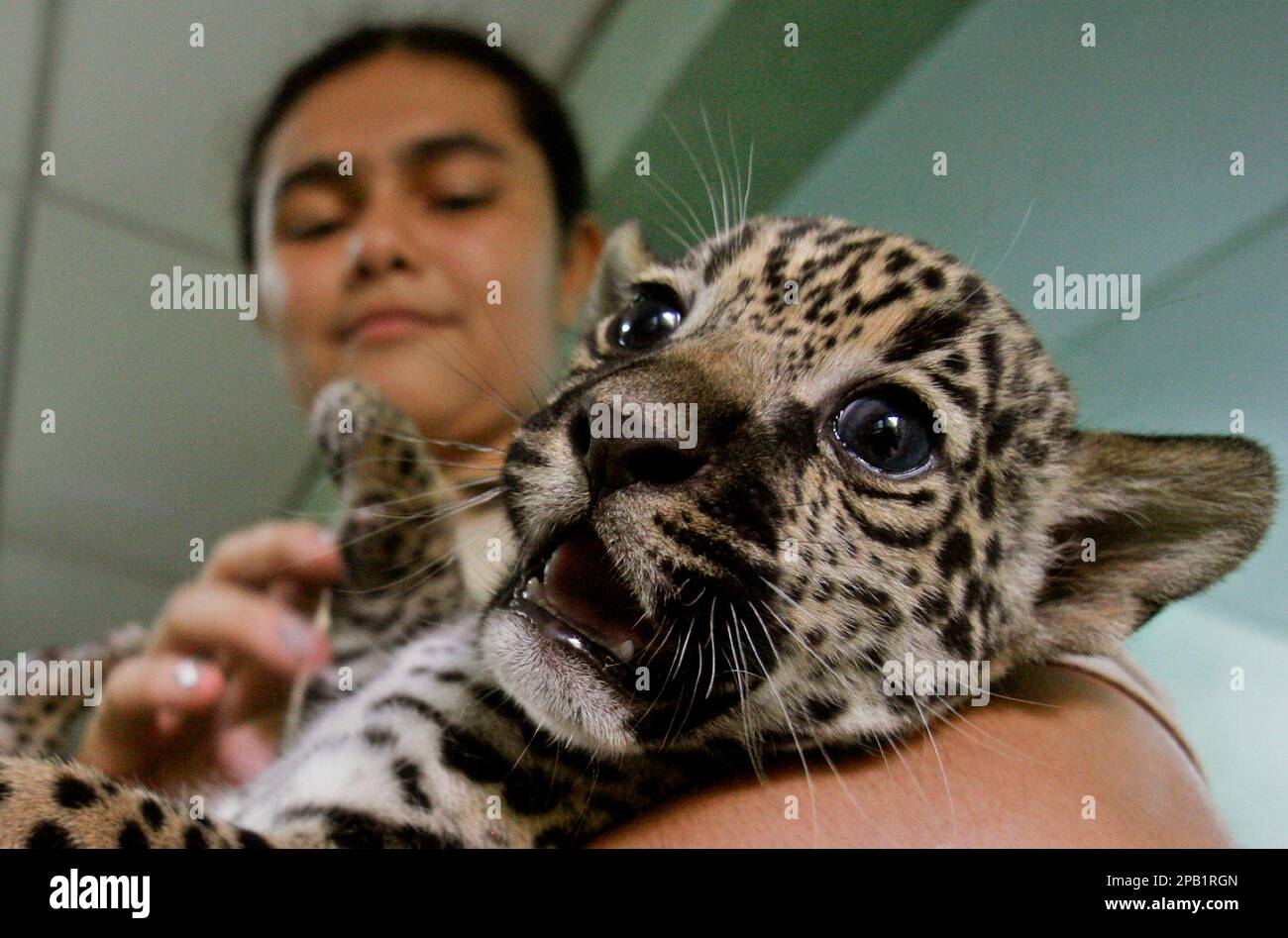 A baby Jaguar, born in the Managua zoo, is carried by veterinarian Tatiana Teran, Tuesday, Oct ...