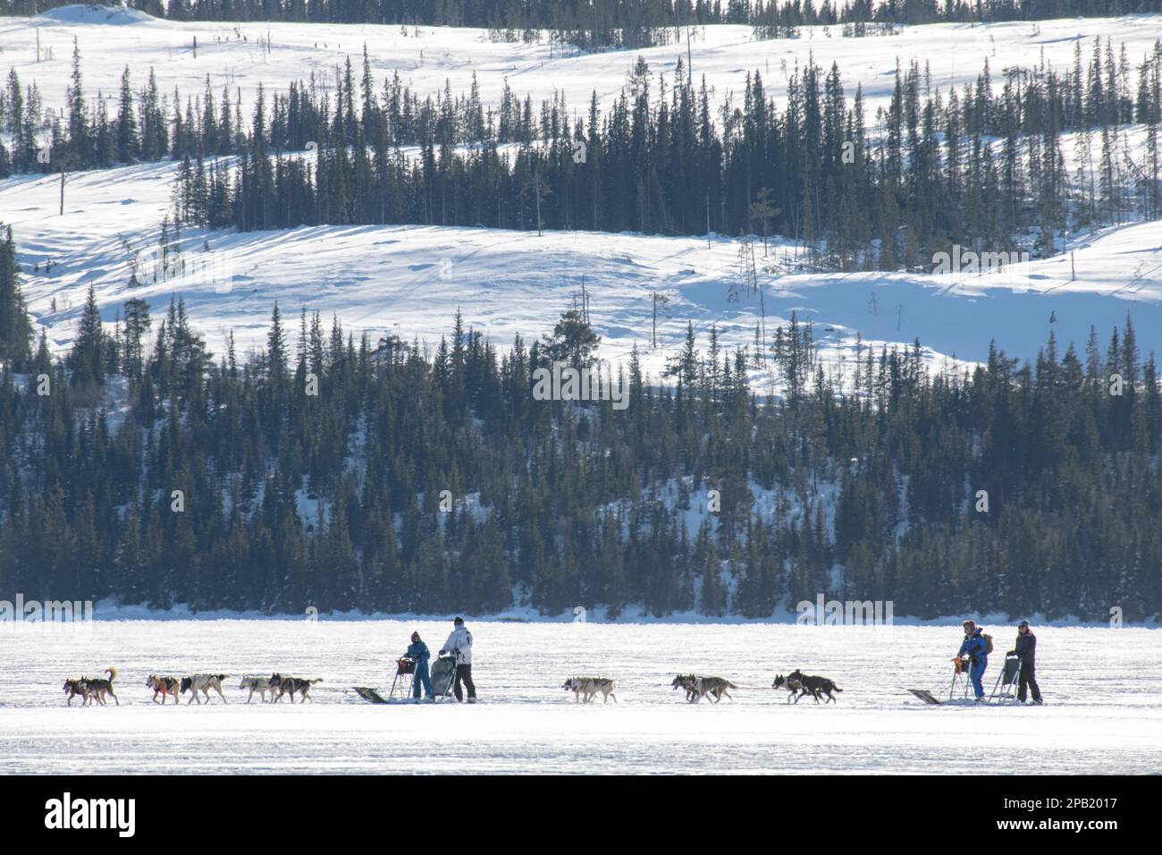 Winter dog sledding in Norway Stock Photo - Alamy