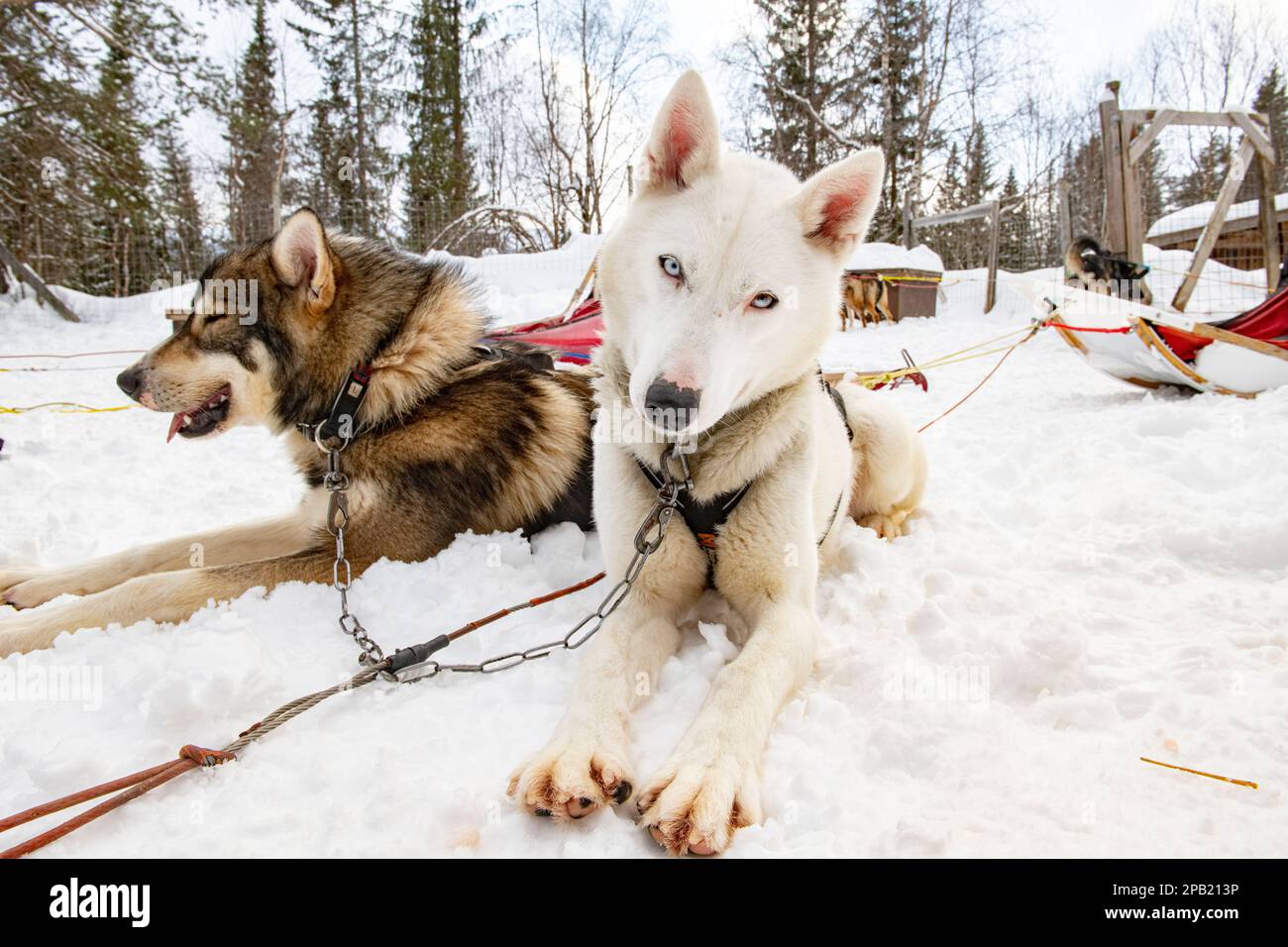 Two happy blue eyes hi-res stock photography and images - Alamy