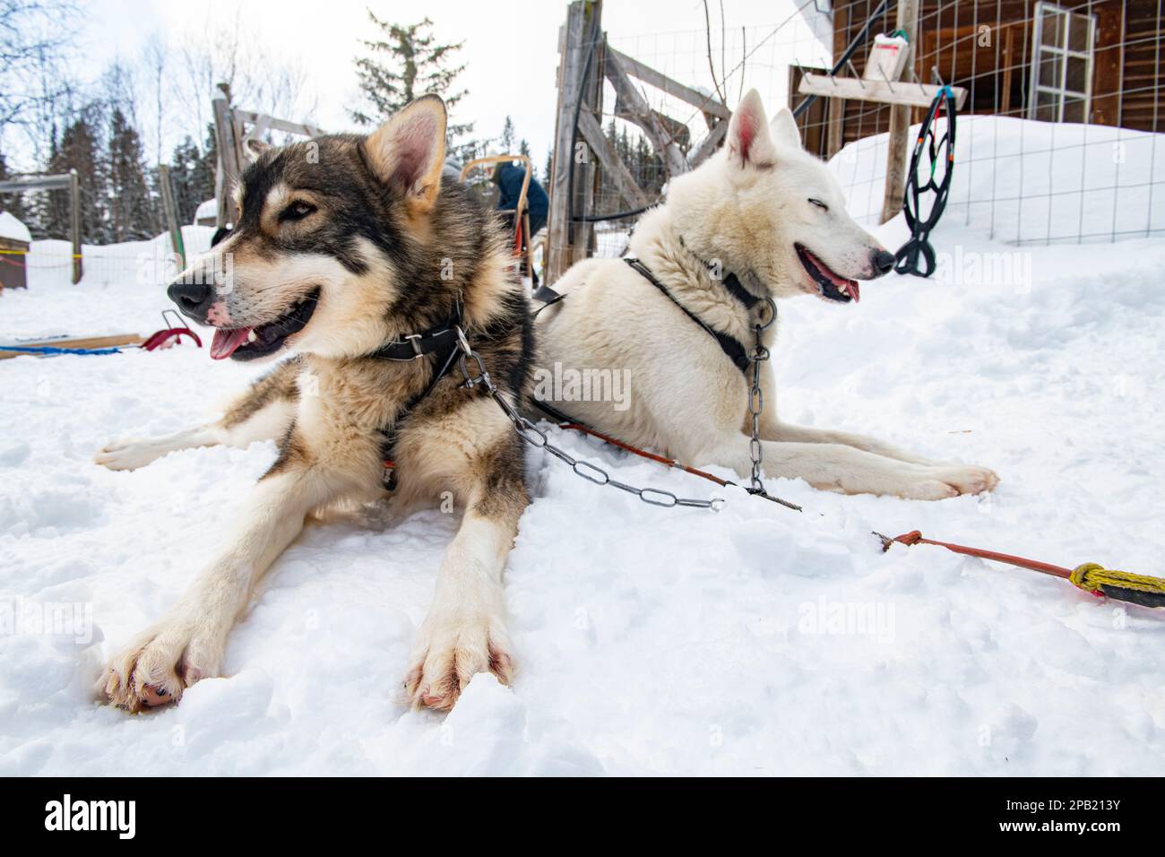 Two blue eyed husky dogs in the snow Stock Photo - Alamy