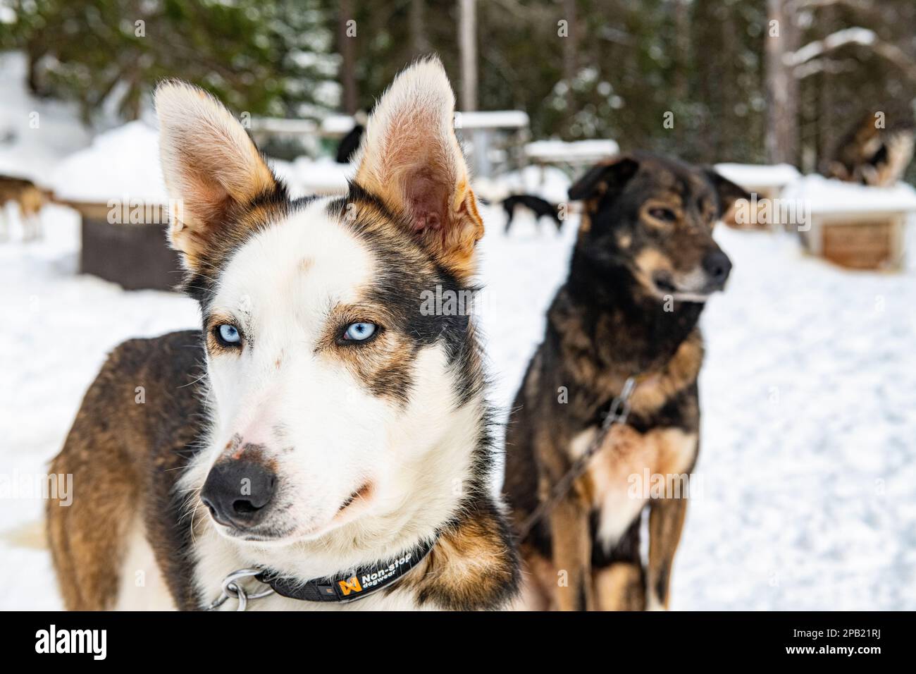 Two happy blue eyes hi-res stock photography and images - Alamy