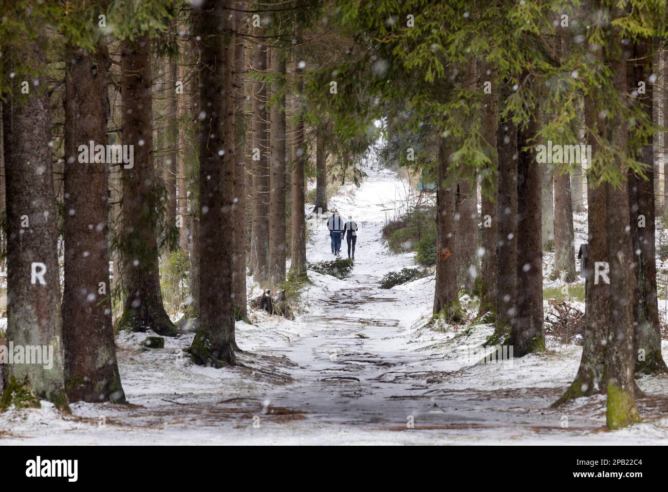 Neuhaus Am Rennweg, Germany. 12th Mar, 2023. Hikers walk through the ...