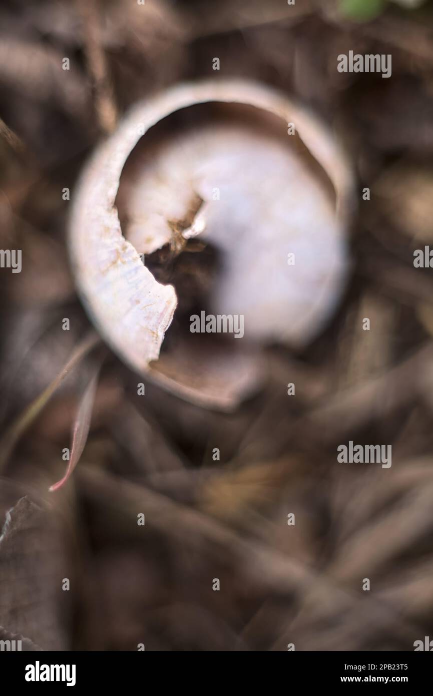 Snail shell on the ground seen up close Stock Photo - Alamy