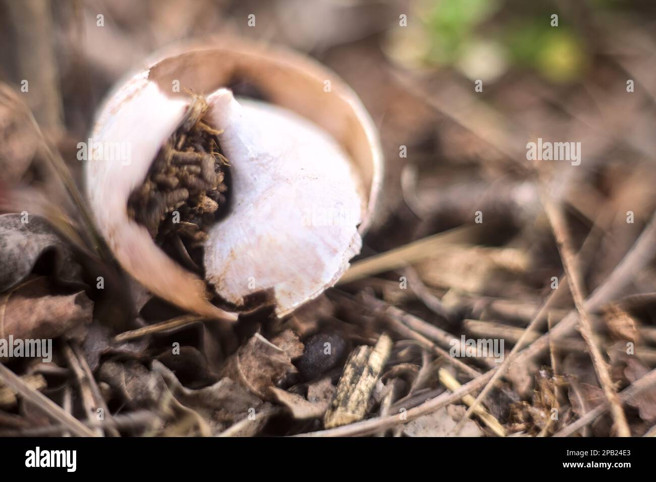 Close up snail on ground hi-res stock photography and images - Alamy