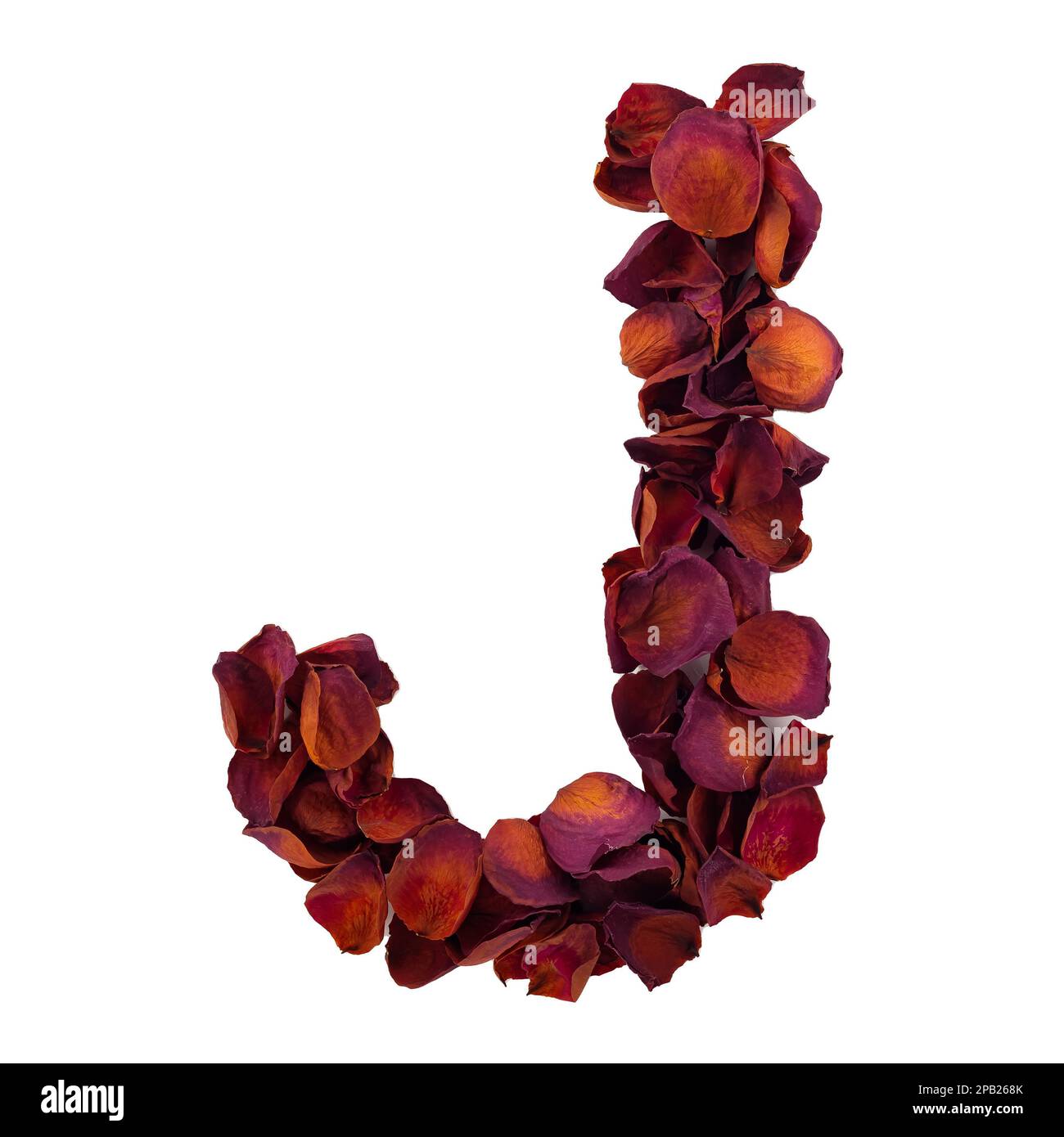 Letter J from dry red rose petals, isolated on white background. Nature ...
