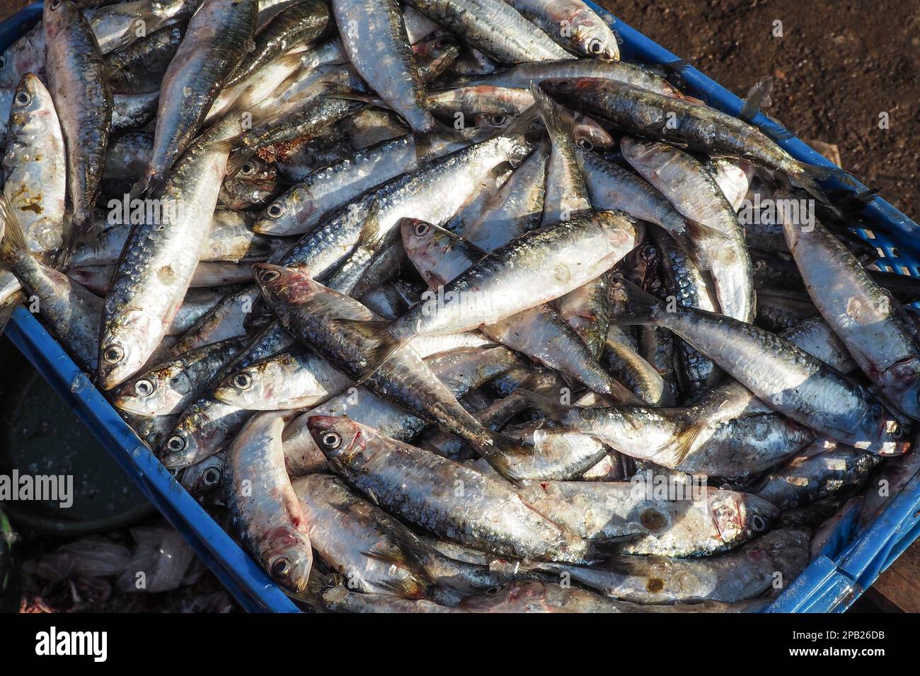 Pile of fish in plastic boxes with ice on display at street market ...