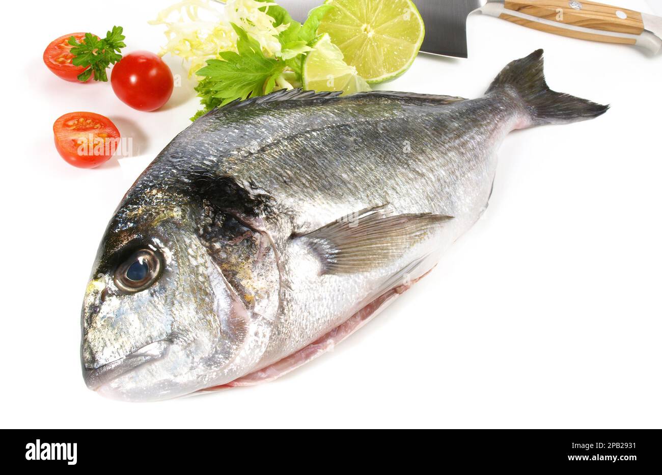 Grey Gilthead Seabream on white Background Stock Photo - Alamy