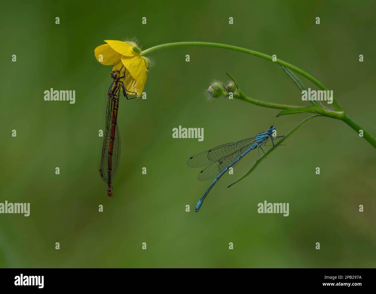 Large Red Damselfly (Pyrrhosoma nymphula) and Azure damselfly ...