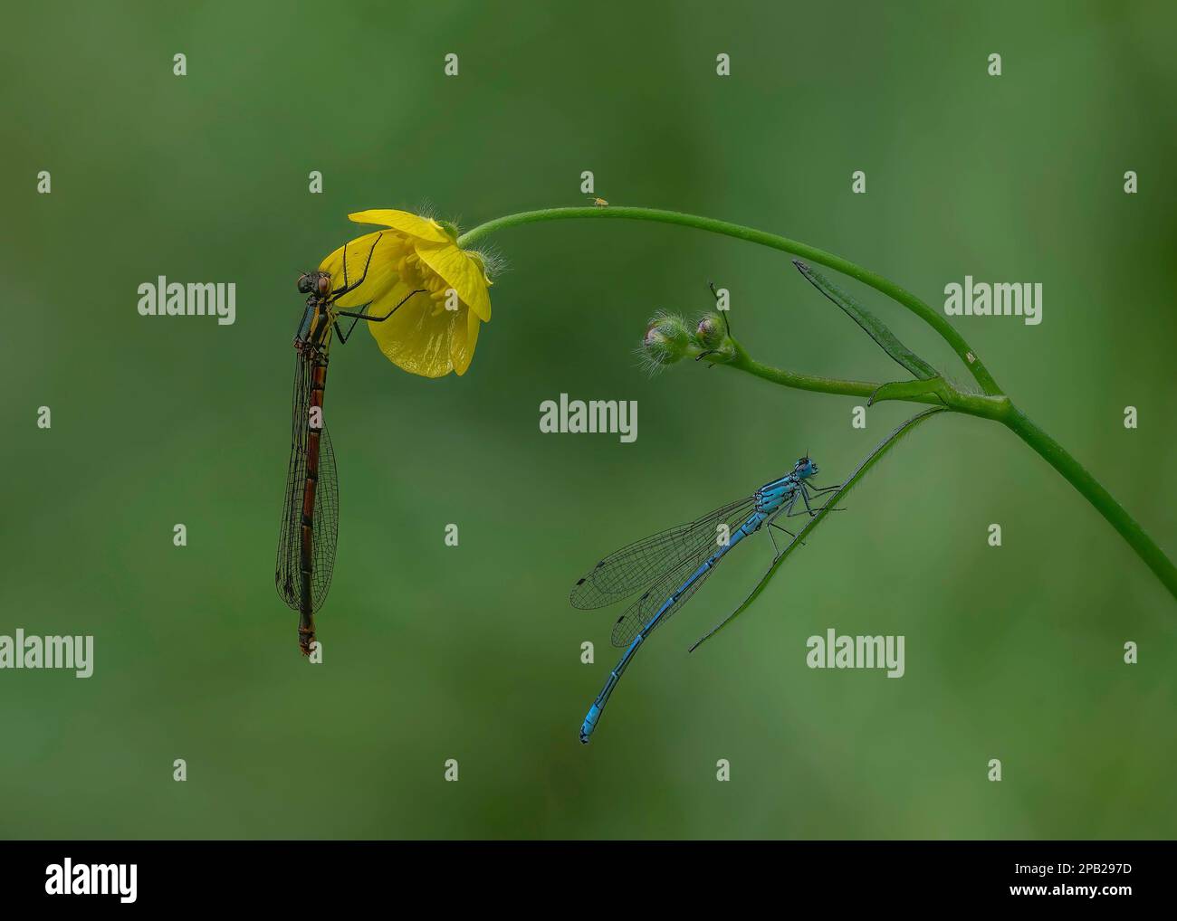 Large Red Damselfly (Pyrrhosoma nymphula) and Azure damselfly ...