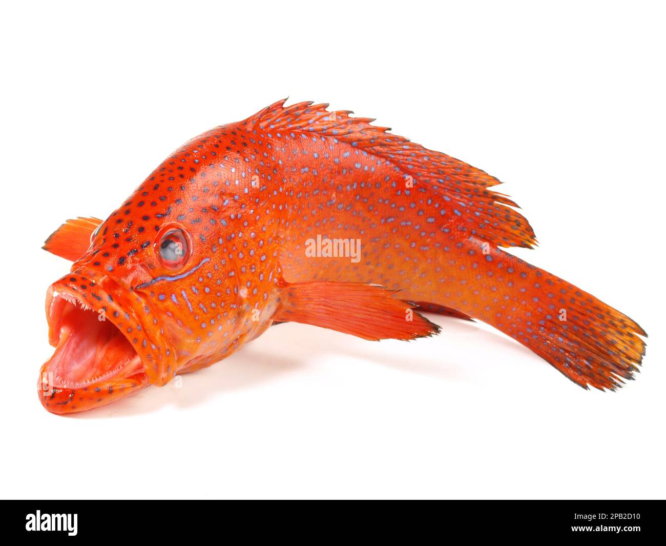 Strawberry grouper fish hi-res stock photography and images - Alamy