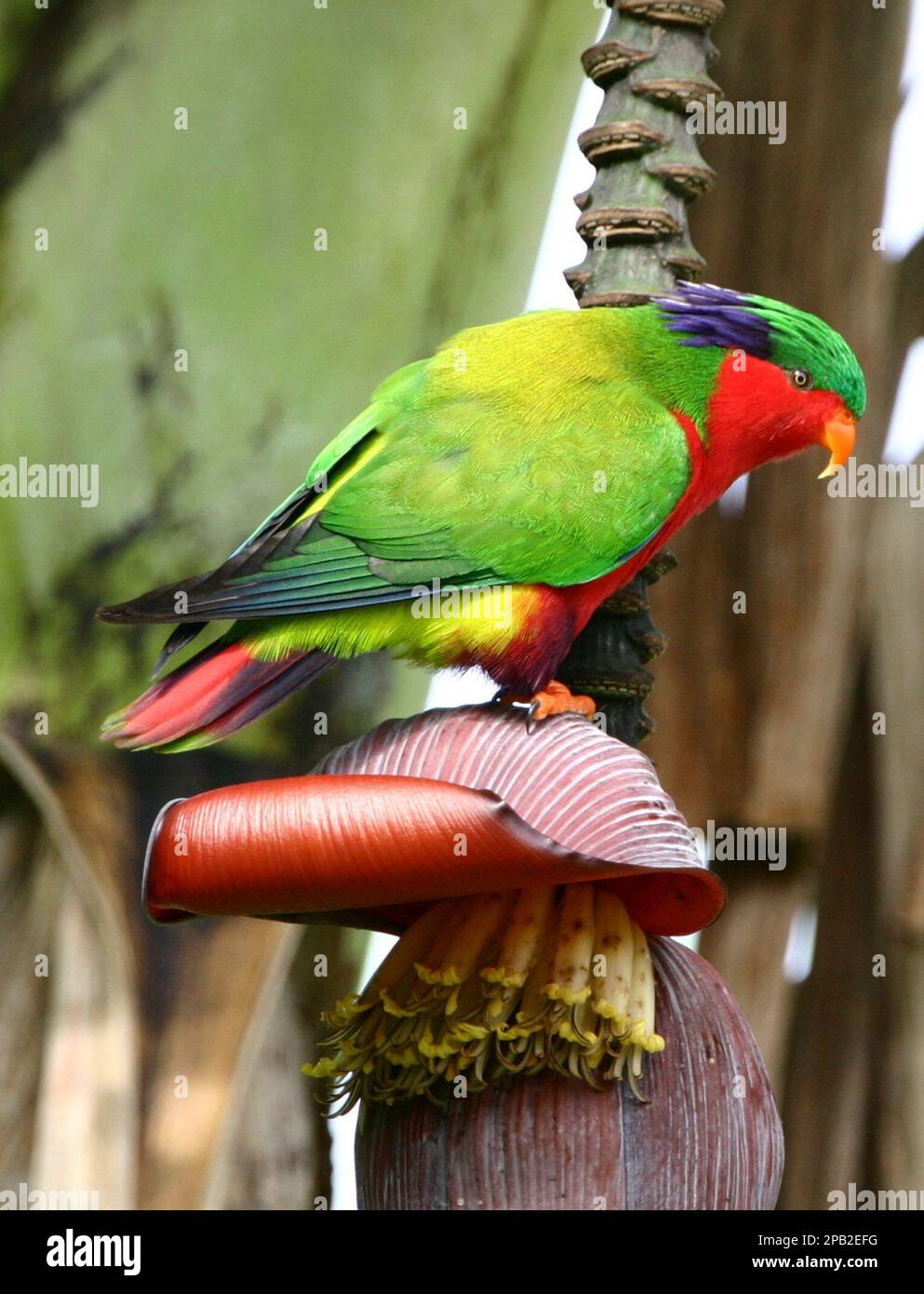Rimitara lorikeet is seen in this undated on the island of Atiu in Cook ...