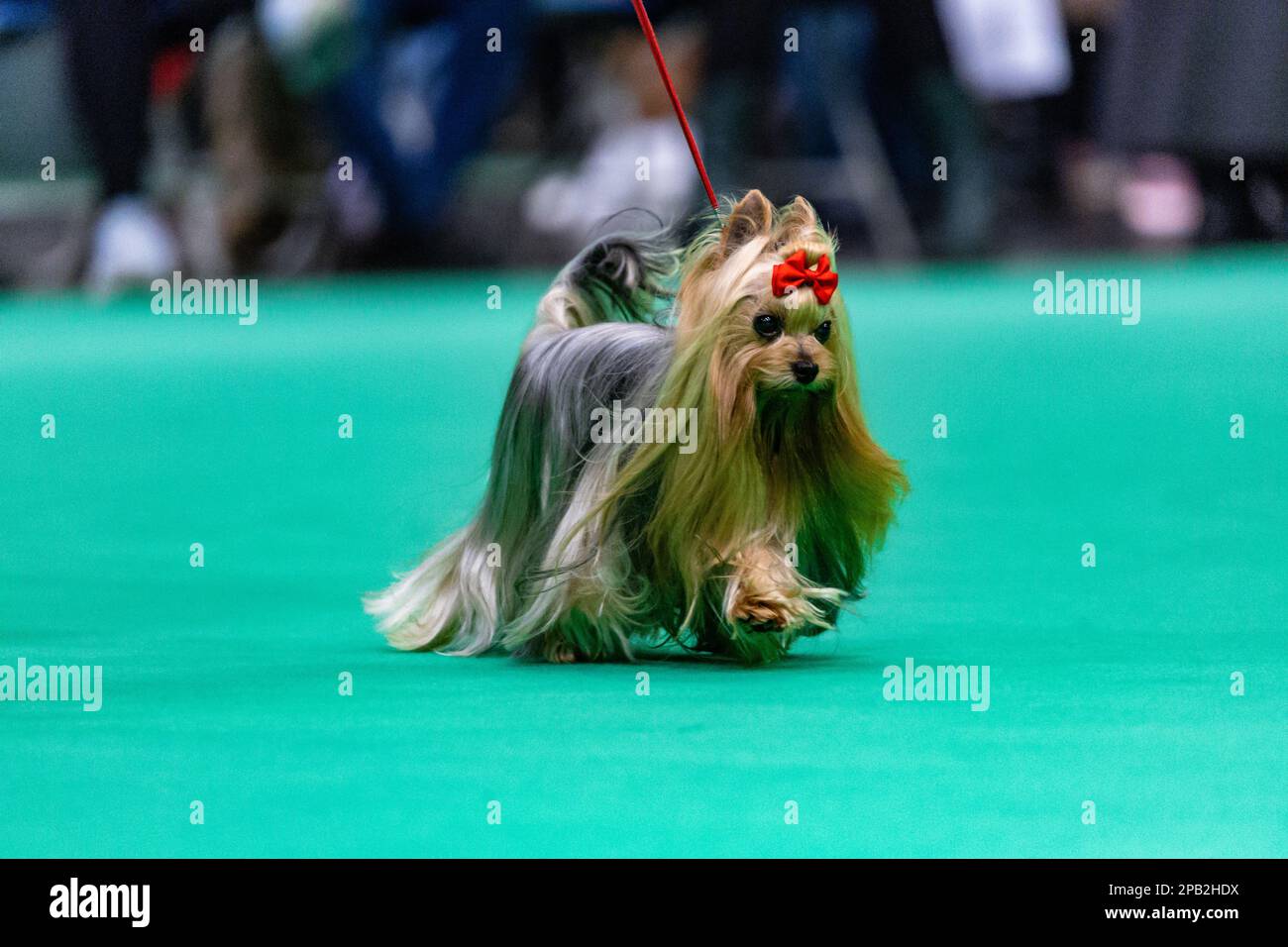 Birmingham, UK. 12 March 2023. A Yorkshire Terrier makes its way around ...