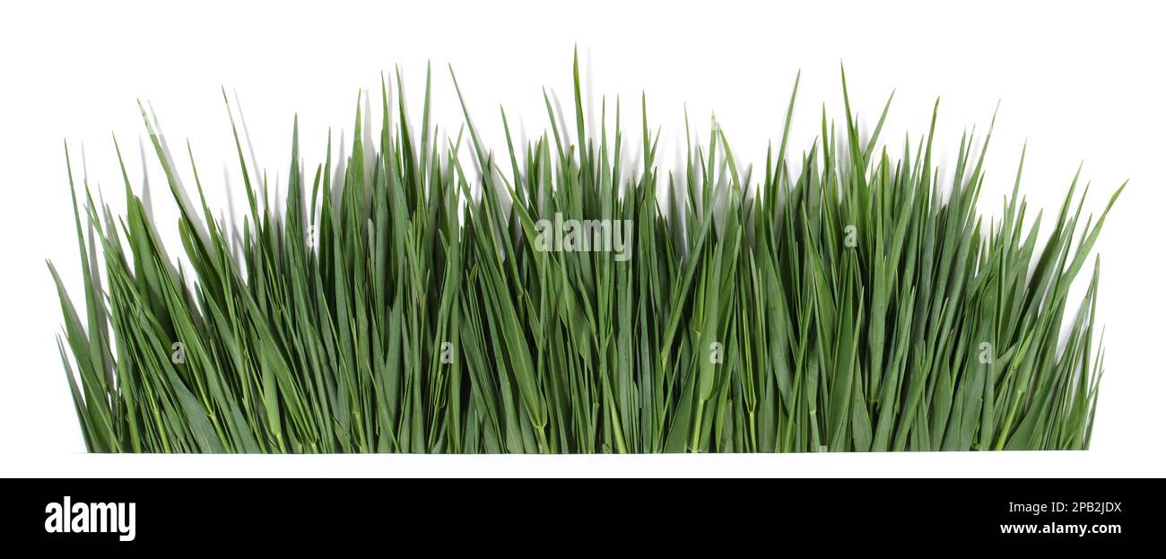 Fresh Wheatgrass Panorama on white Background Stock Photo - Alamy