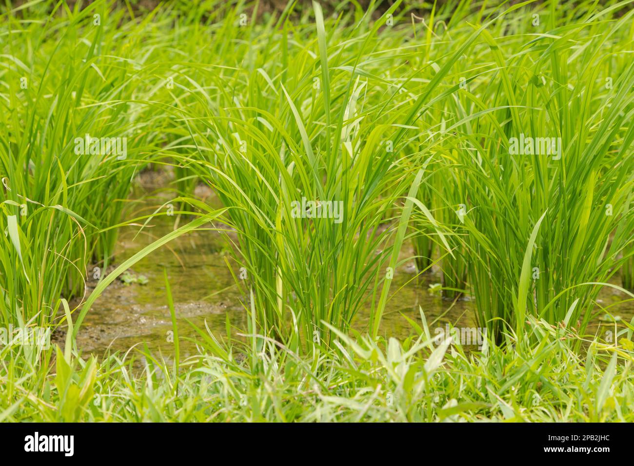 Rice terraces, Campuhan ridge walk, Bali, Indonesia, track on the hill ...