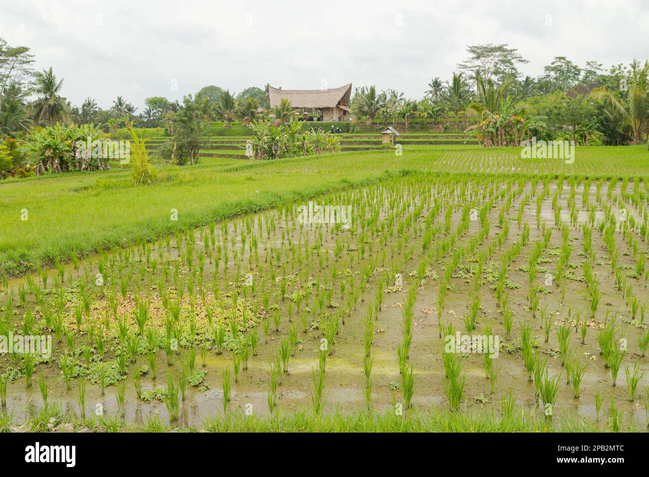 Rice terraces, Campuhan ridge walk, Bali, Indonesia, track on the hill ...