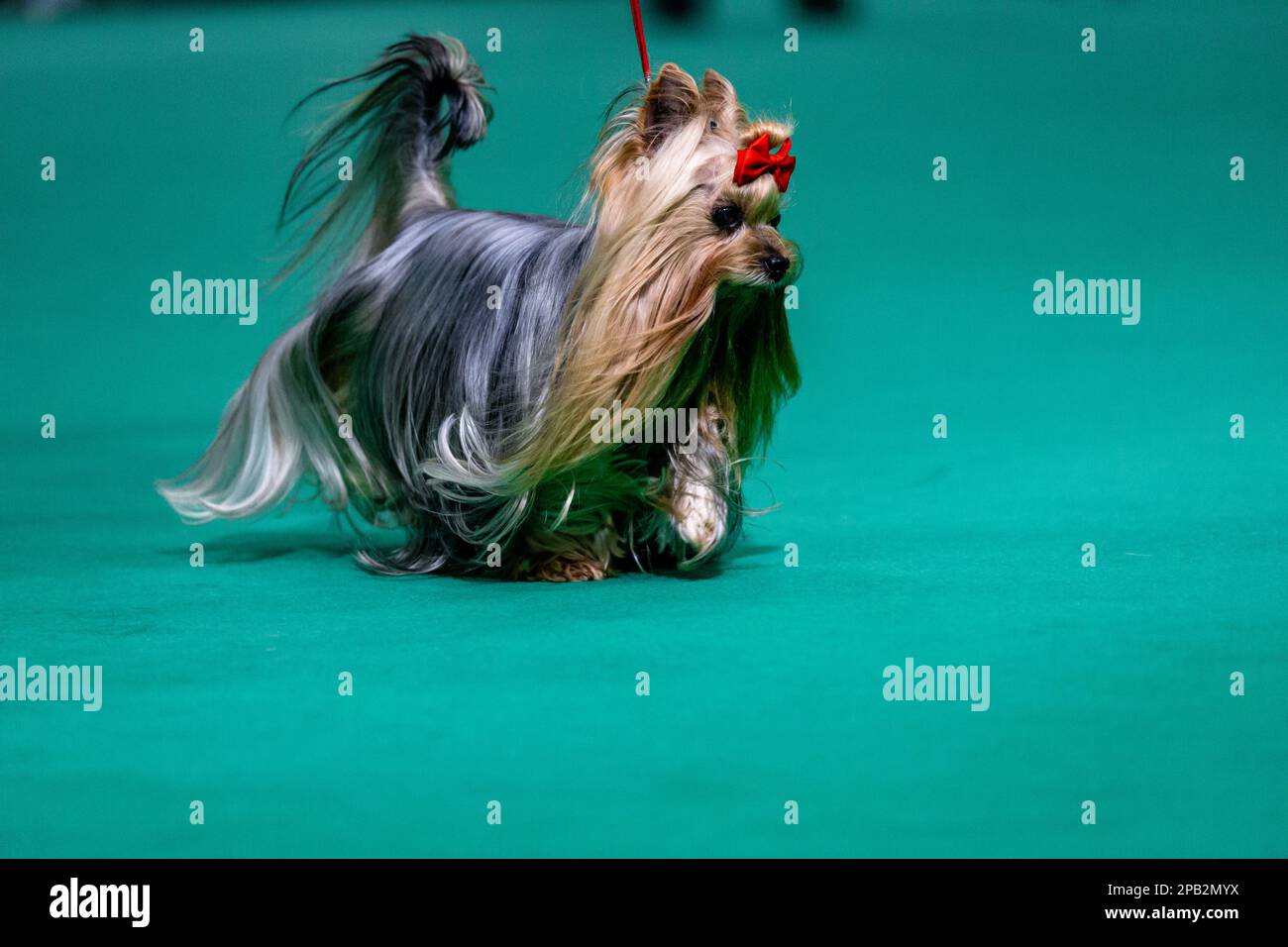 Birmingham, UK. 12 March 2023. A Yorkshire Terrier makes its way around ...