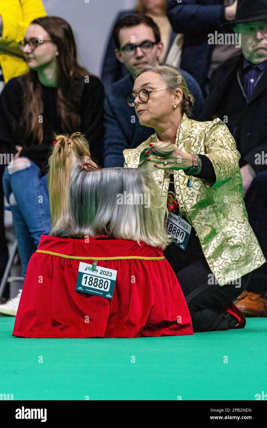 Birmingham, UK. 12 March 2023. A Yorkshire Terrier makes its way around ...