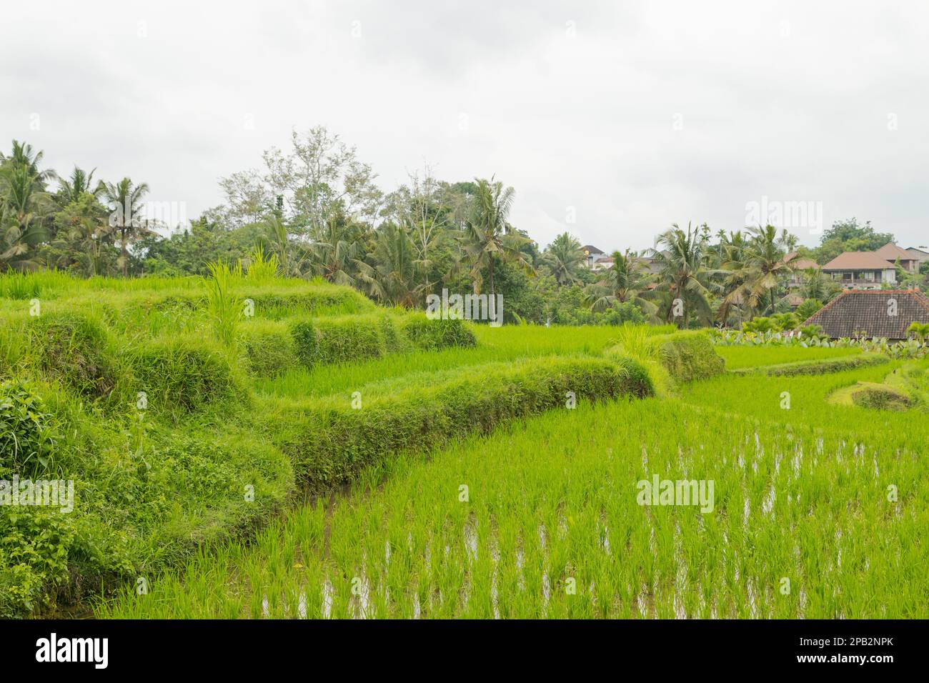 Rice terraces, Campuhan ridge walk, Bali, Indonesia, track on the hill ...