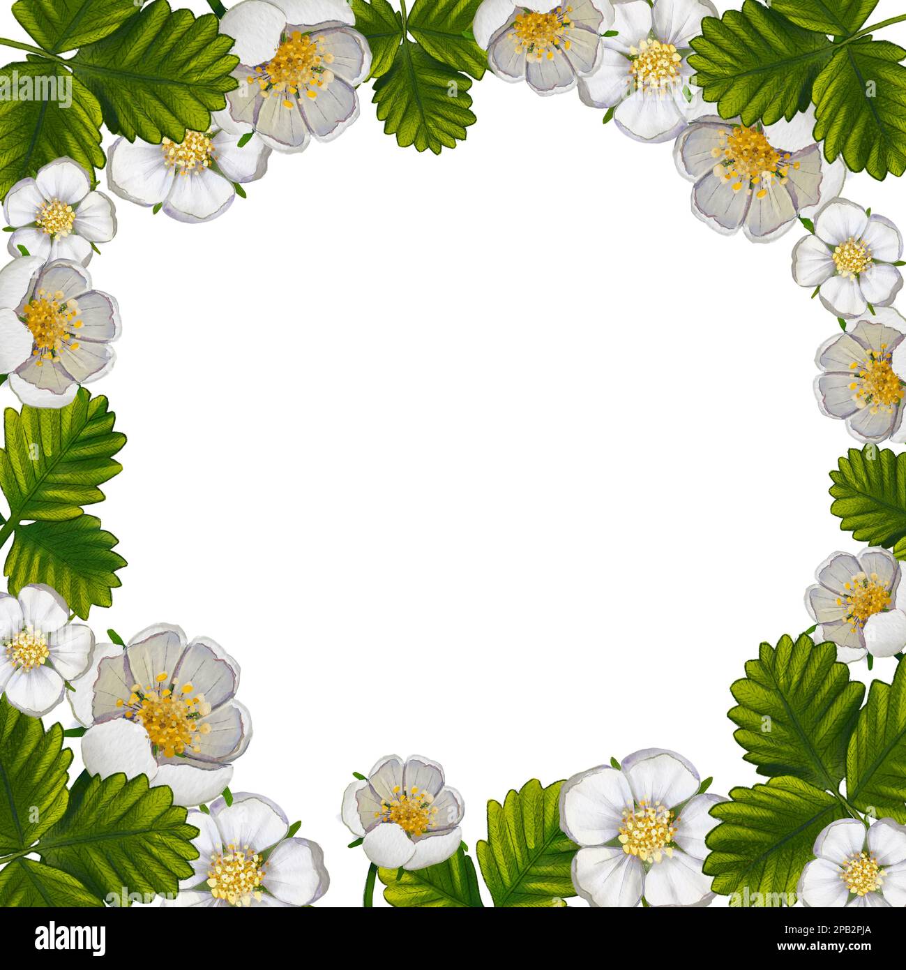 Frame with white strawberry flower on a white background. Watercolor ...
