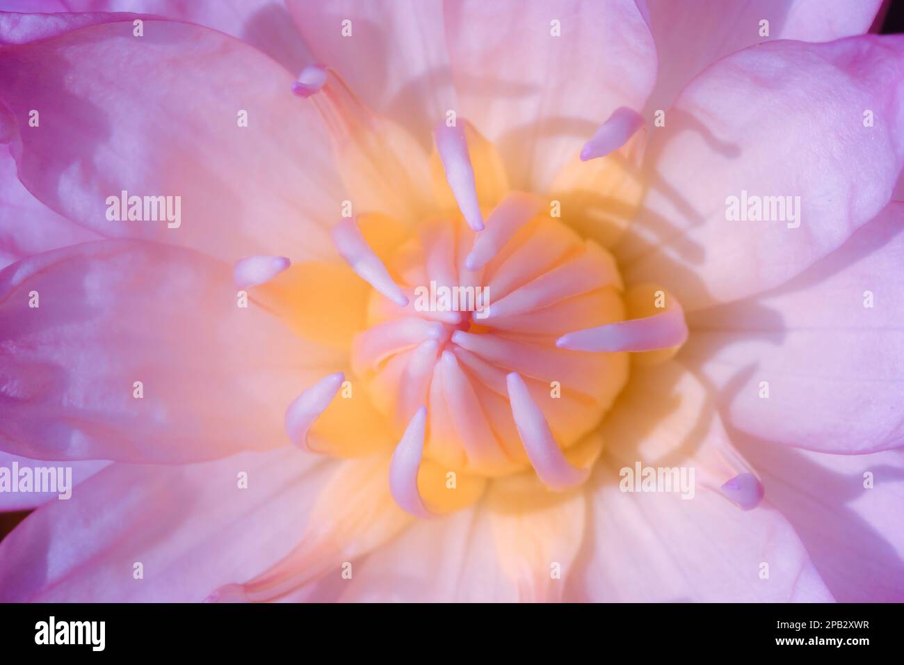 The petals of the Sacred Lotus bloom pink, Is a water plant in the ...