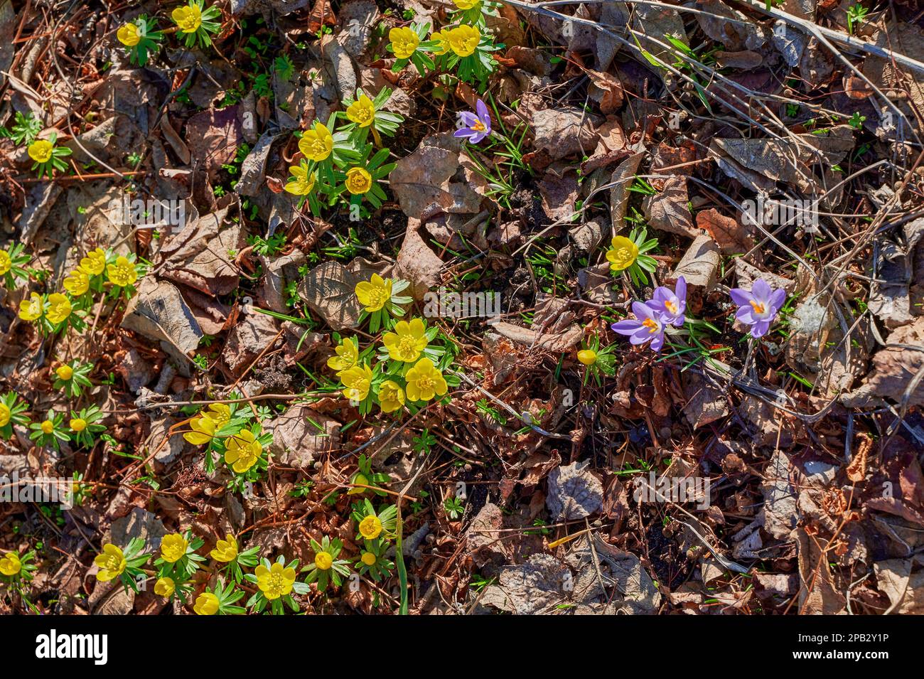Yellow winter aconite (Eranthis hyemalis) and lilac crocus between dry ...