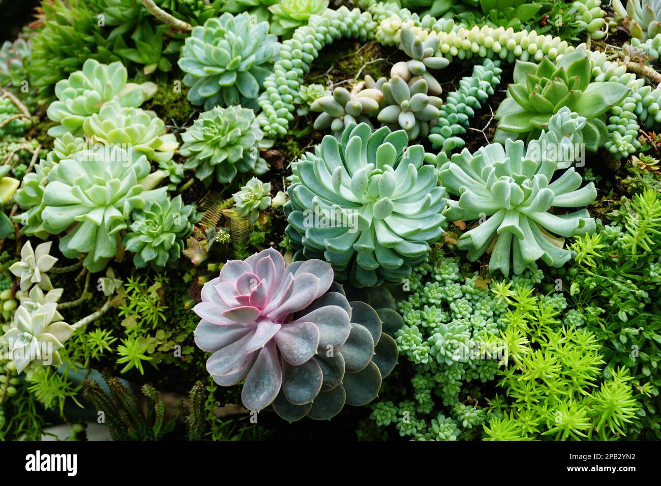 A mixed of many colorful cacti and succulents in different shapes and ...