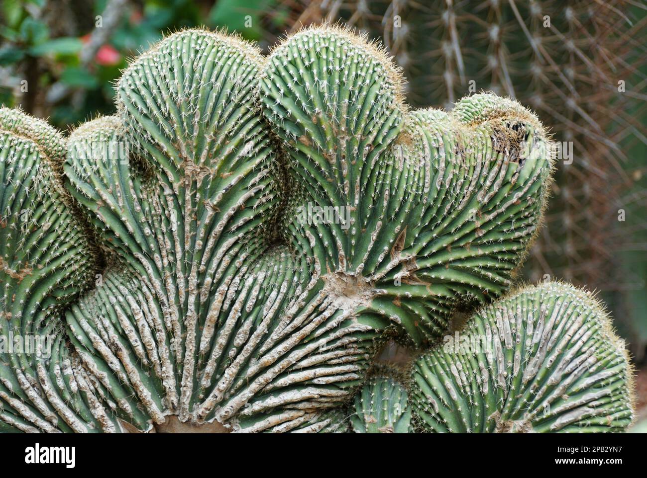 Coral shape cactus, also known with scientific name Strictum Crestata ...