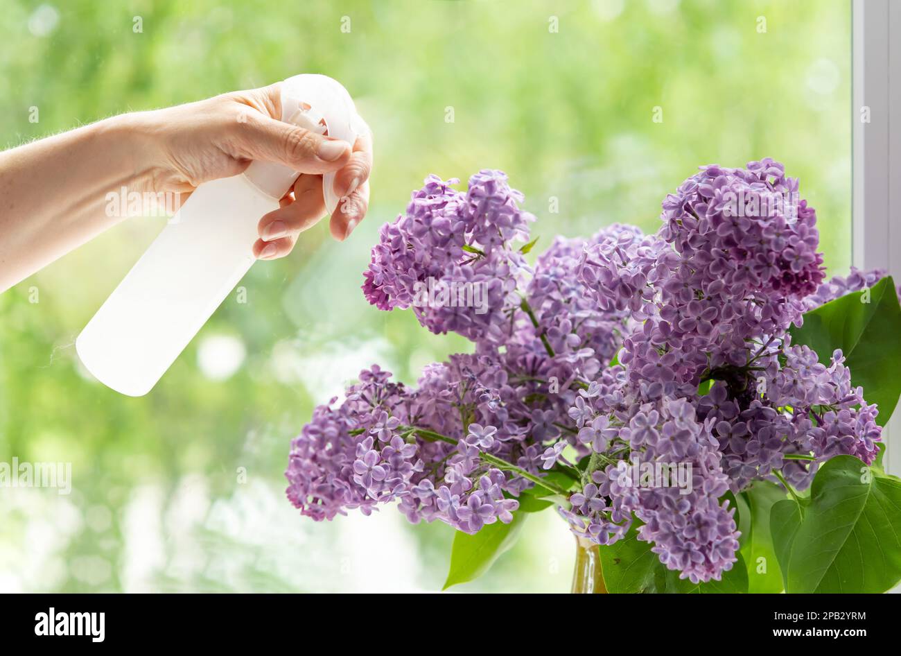 Home interior with a bouquet of blooming lilac flowers on the window ...