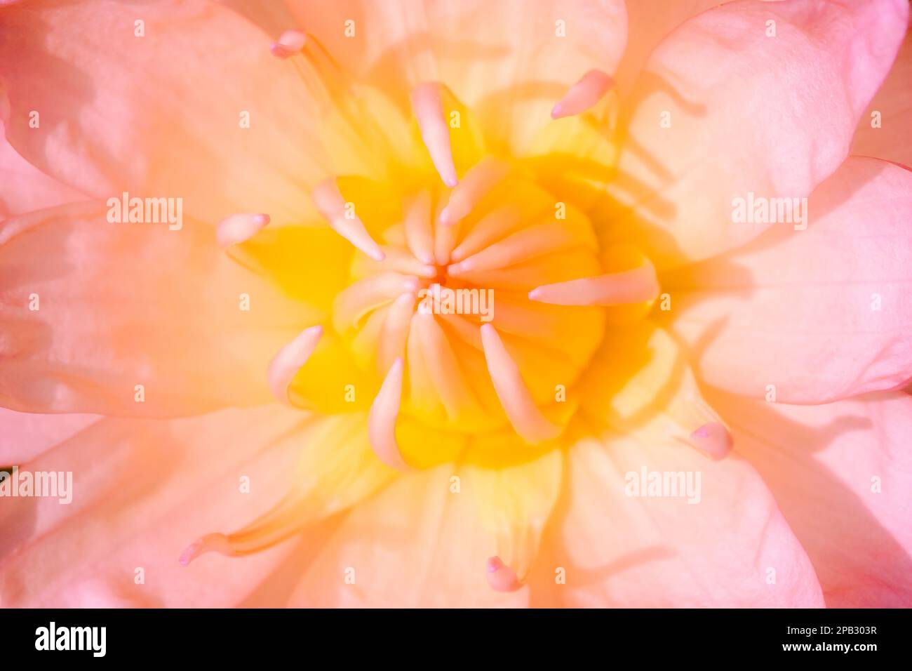 The petals of the Sacred Lotus bloom pink, Is a water plant in the ...