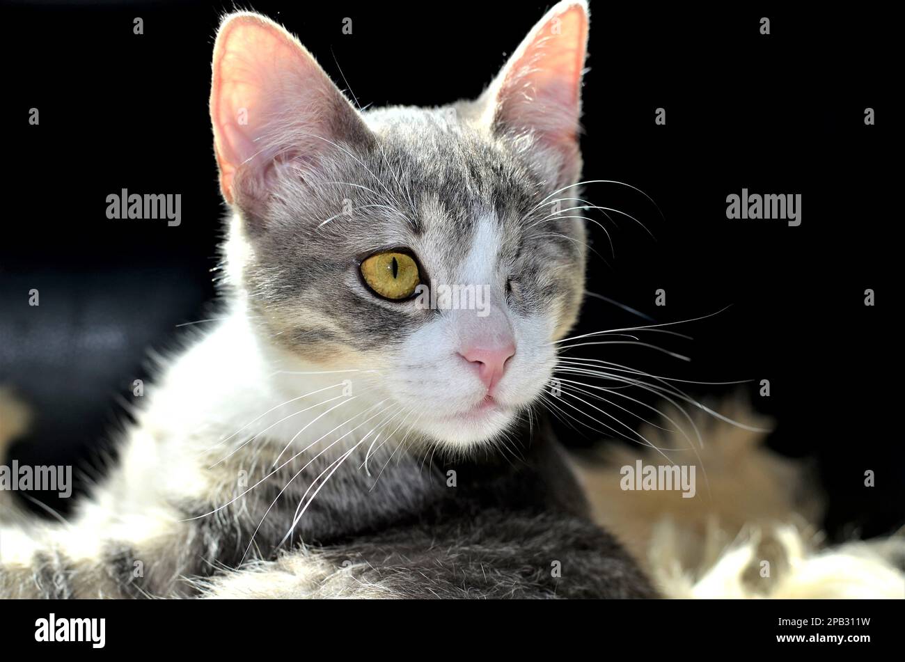 One eyed people hi-res stock photography and images - Alamy